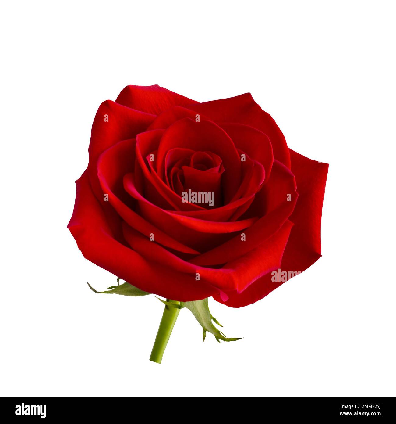 Single bright red rose is on white background Stock Photo - Alamy