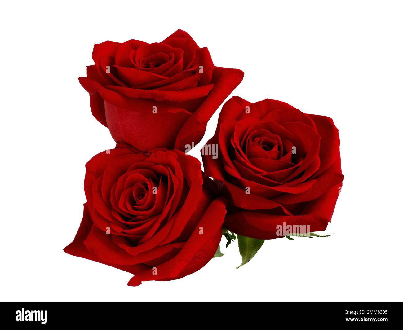 Three dark red roses on white background Stock Photo - Alamy