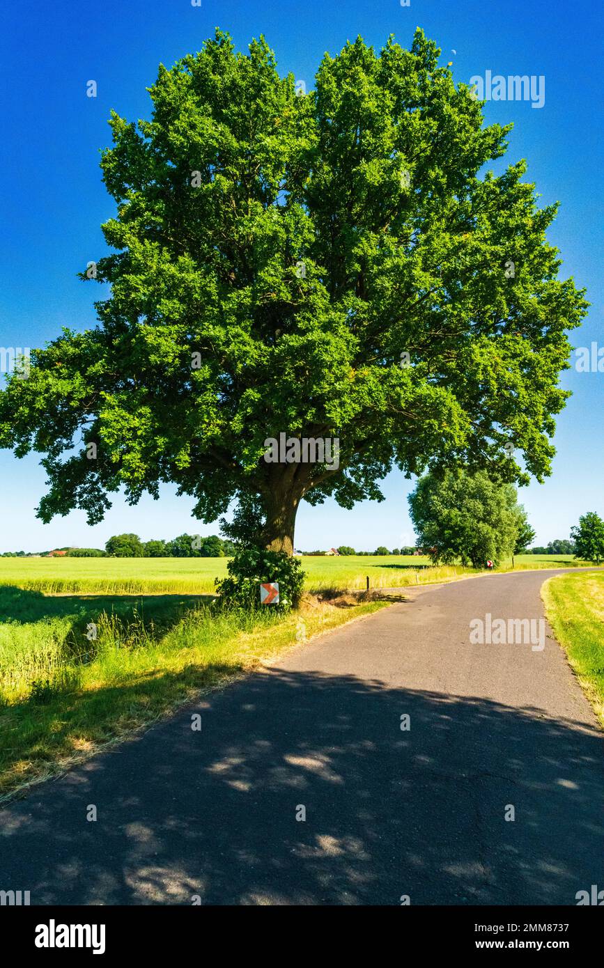 Ancient mighty oak tree next to a country road in Brandenburg, Germany ...