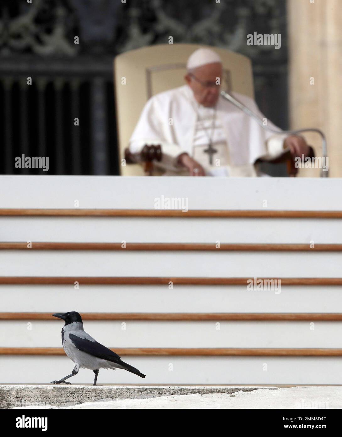 A crow walks in front of Pope Francis during his weekly general ...