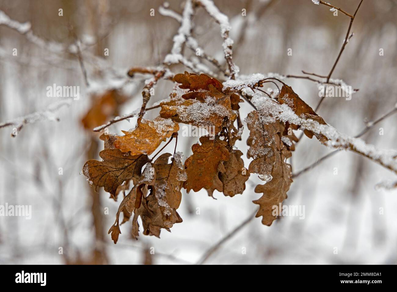 Frost covered leafs hi-res stock photography and images - Alamy