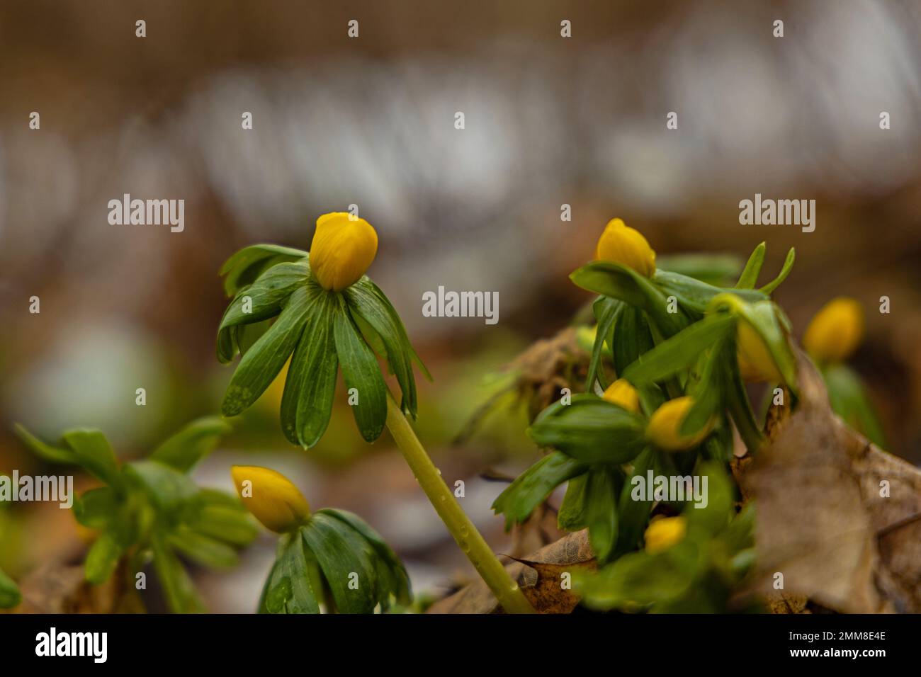 Group of aconites hi-res stock photography and images - Alamy