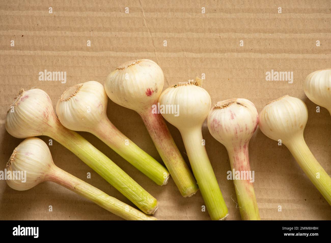 young raw homemade garlic on the table, harvest of garlic, head of ...