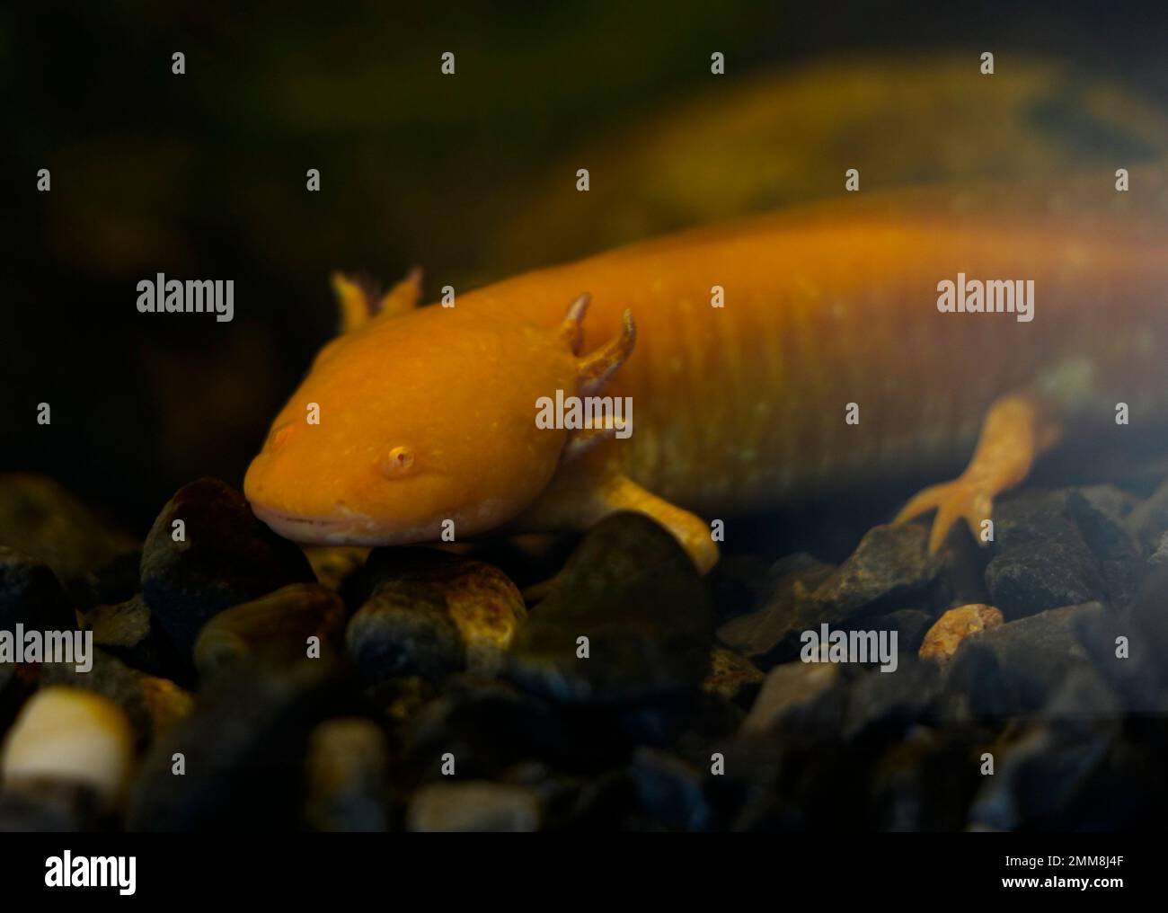 An axolotl, an endangered Mexican salamander, is displayed at the ...