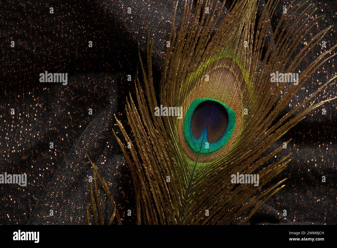 peacock feather close up macro photo, peacock feather isolated Stock ...