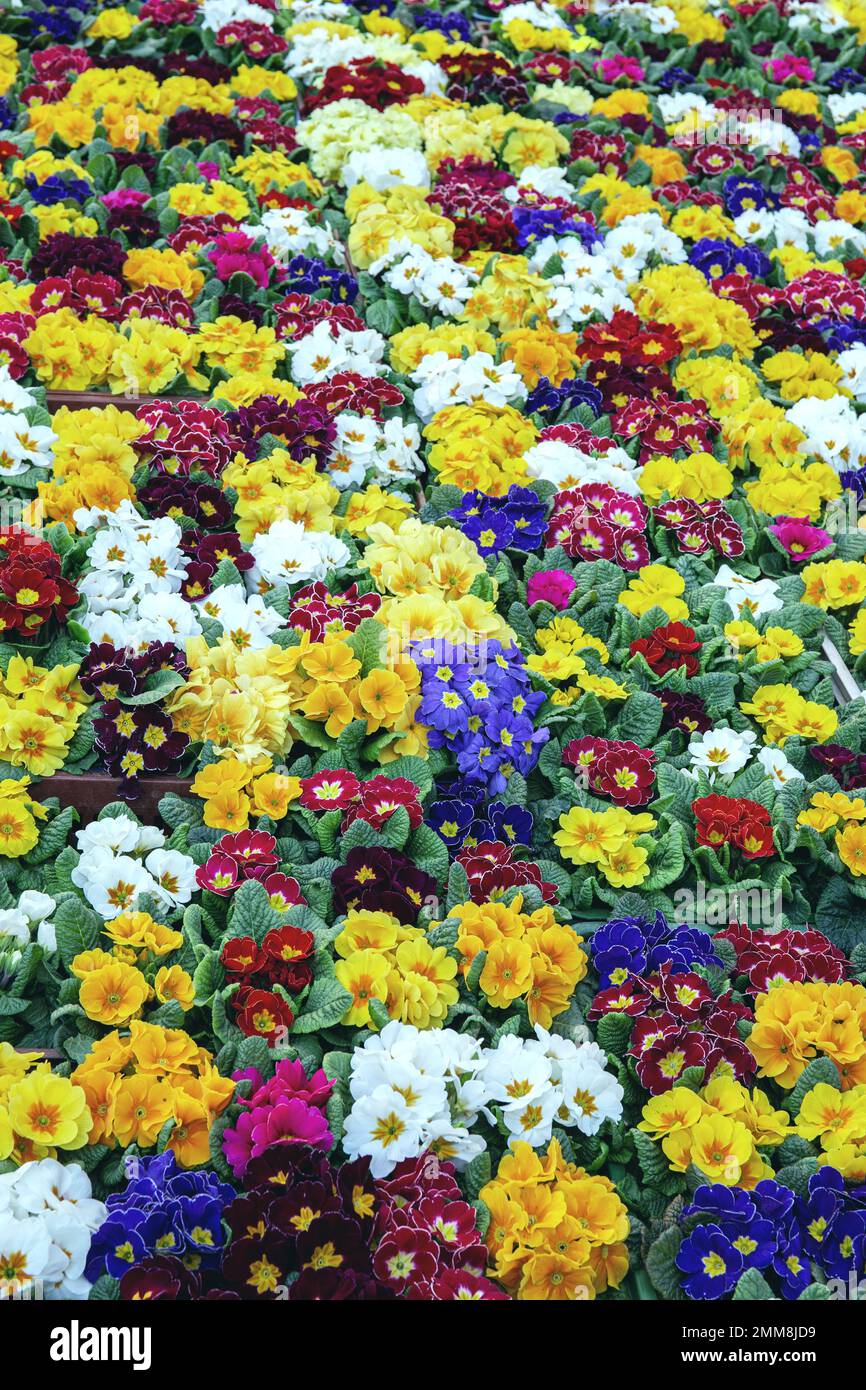 Beautiful colors of primrose in market. Floral background Stock Photo ...