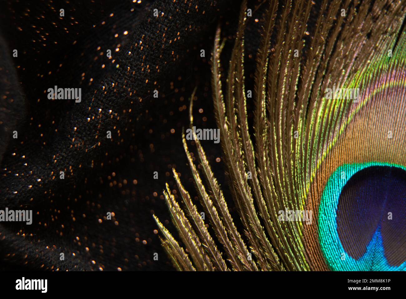 peacock feather close up macro photo, peacock feather isolated Stock ...