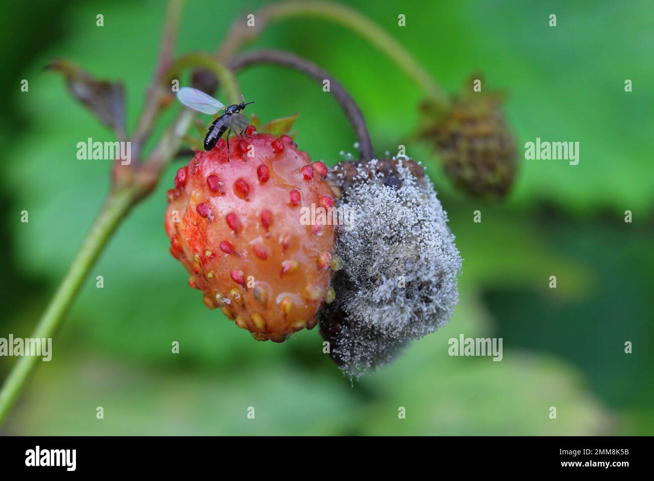 Grey mould (Botrytis cinerea) rotting strawberry fruit Stock Photo - Alamy