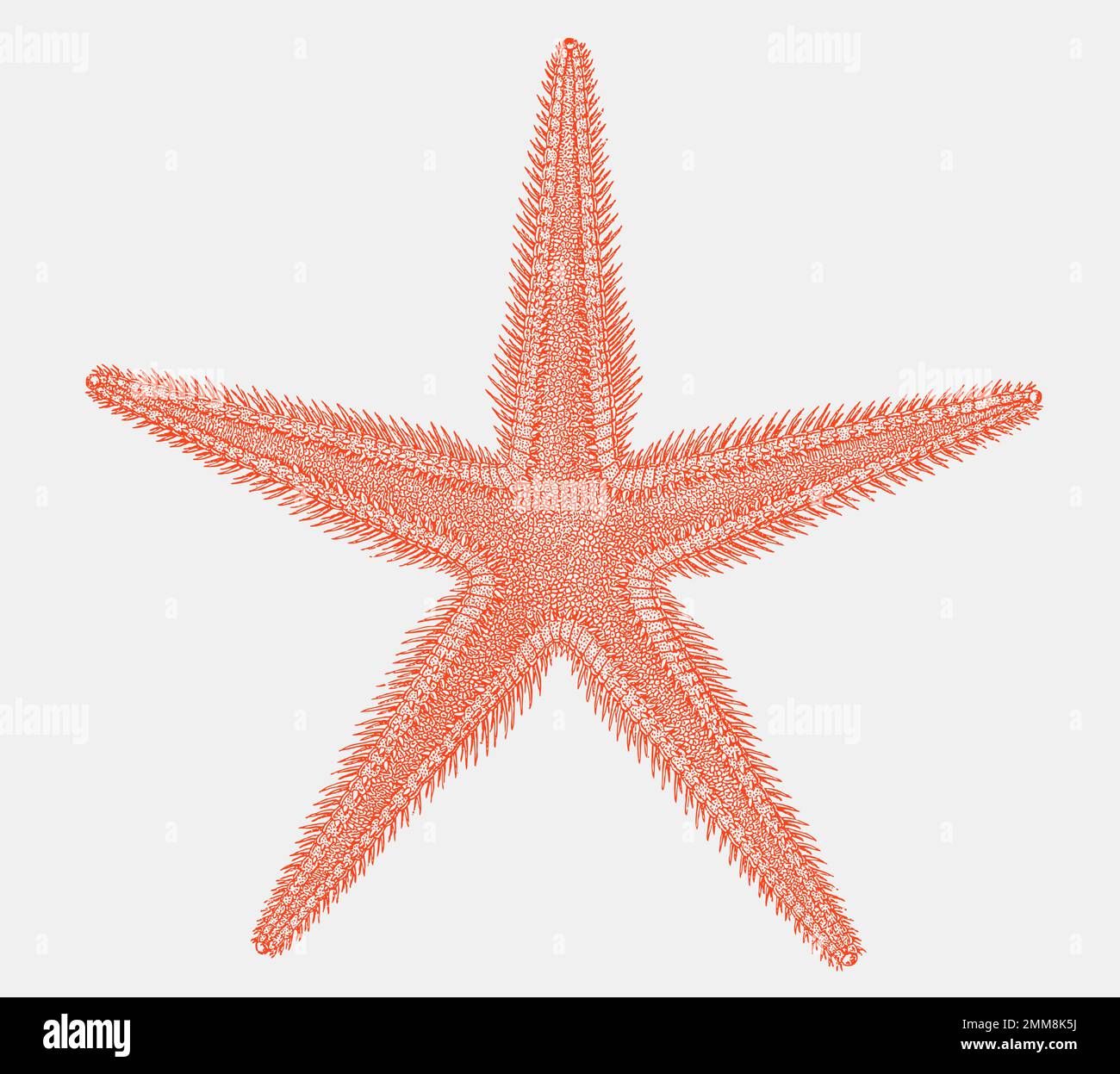 Red comb star astropecten aranciacus, starfish from east Atlantic Ocean ...