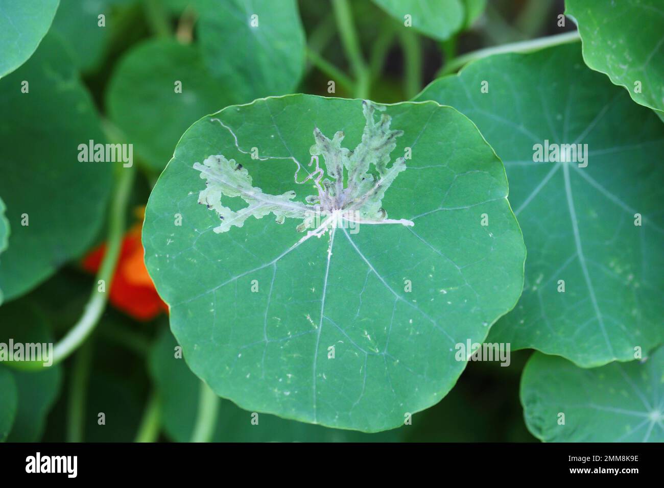 Leaf Mines Caused By The larvae of flies or other insects. The adult ...