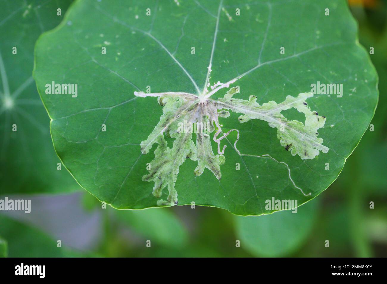 Leaf Mines Caused By The larvae of flies or other insects. The adult ...