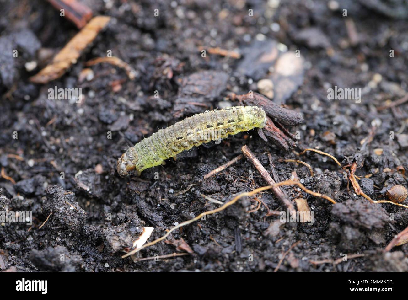 Large Yellow Underwing Moth (Noctua pronuba), caterpillar Stock Photo ...