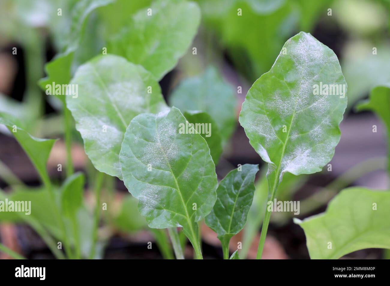 Powdery mildew Erysiphe betae fungal disease on sugar beet leaf Stock ...