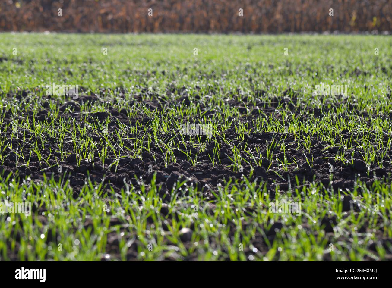 Agriculture, cereal farming, wheat and barley production: a field with ...