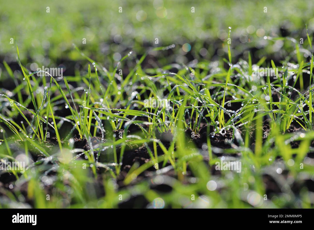 Agriculture, cereal farming, wheat and barley production: a field with ...