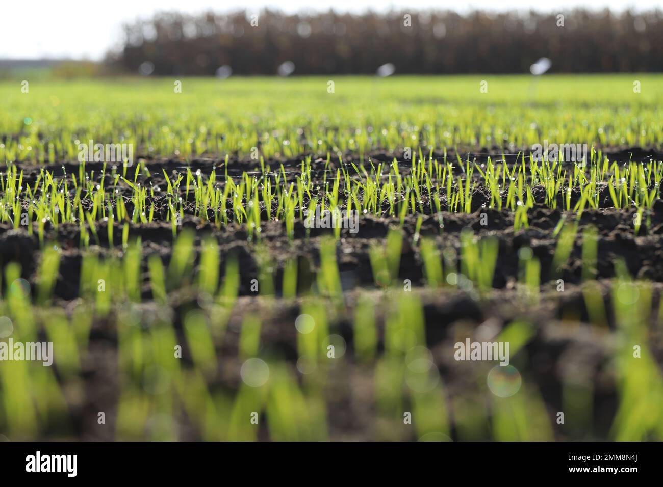 Agriculture, cereal farming, wheat and barley production: a field with ...