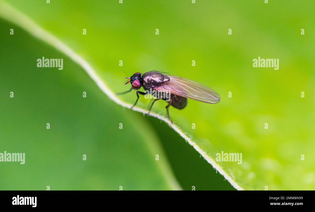 The Lucilia fly is a genus of blow flies, in the family Calliphoridae ...