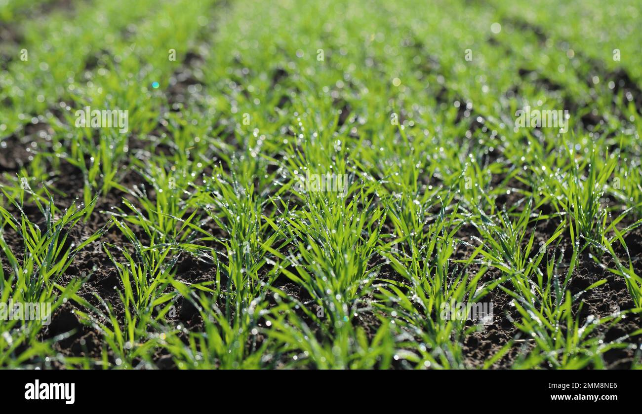 Agriculture, cereal farming, wheat and barley production: a field with ...