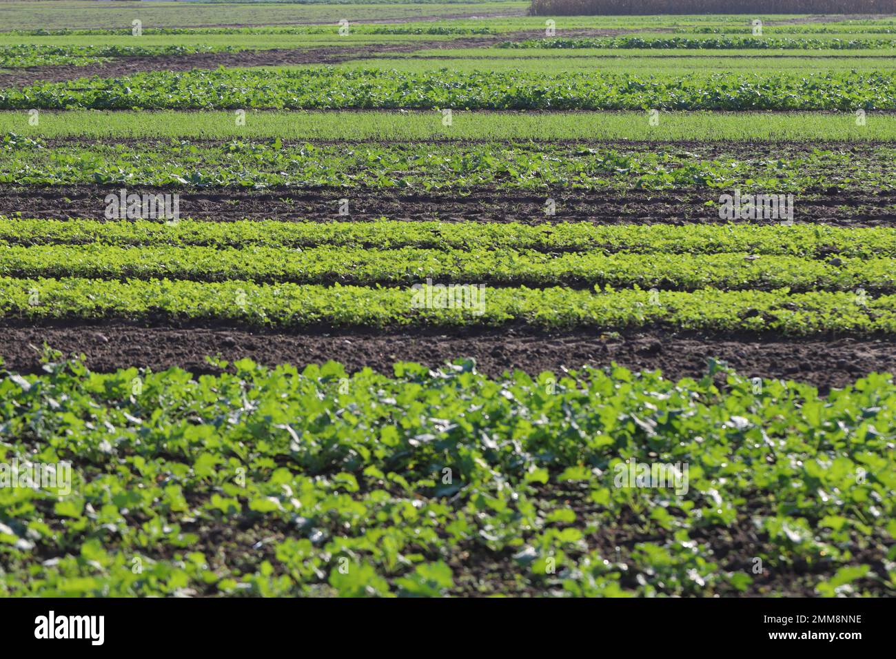Emerging young plants of various agricultural crops: rapeseed, mustard ...