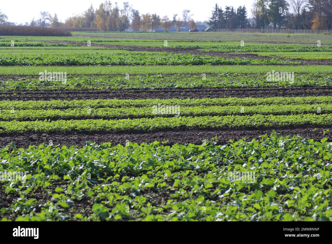 Emerging young plants of various agricultural crops: rapeseed, mustard ...
