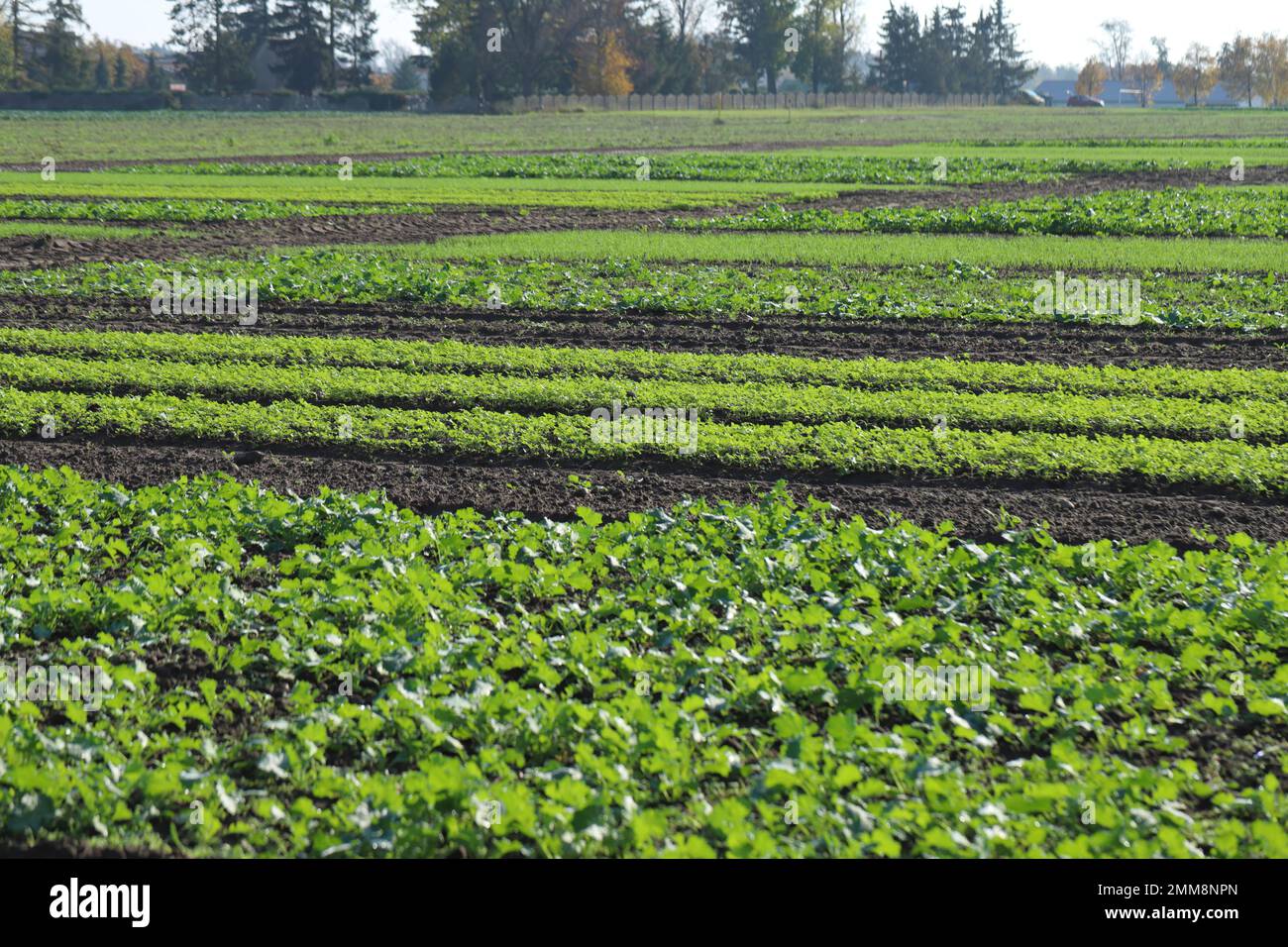 Emerging young plants of various agricultural crops: rapeseed, mustard ...