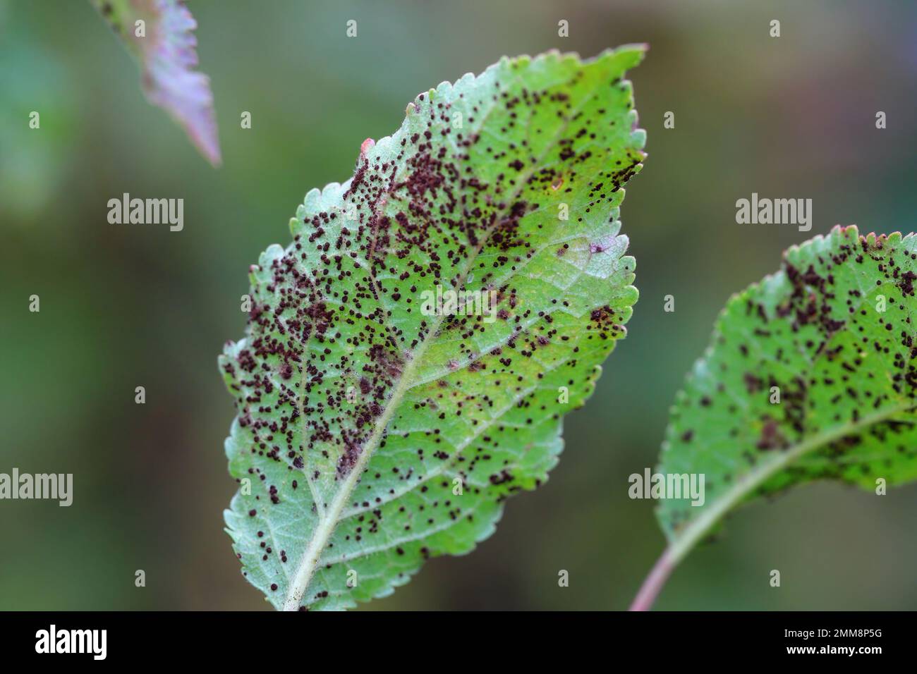 Puccinia rust fungus under microscope hi-res stock photography and ...