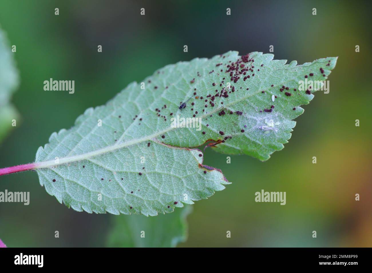 Teliospores hi-res stock photography and images - Alamy