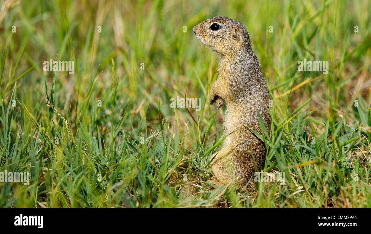 A ground squirrel on a meadow in the Danube Delta Romania Stock Photo ...