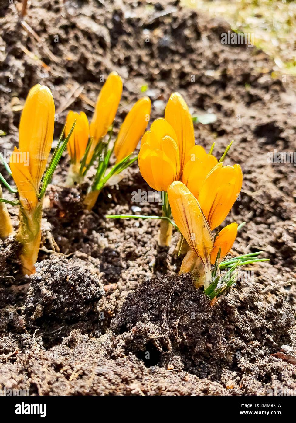 Spring meadow first blooming mountain yellow crocuses green blades of ...