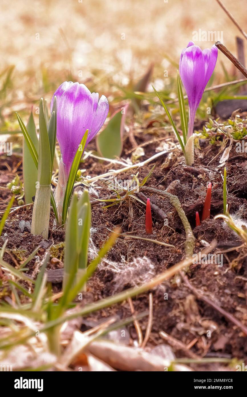 Spring meadow first blooming mountain purple crocuses green blades of ...