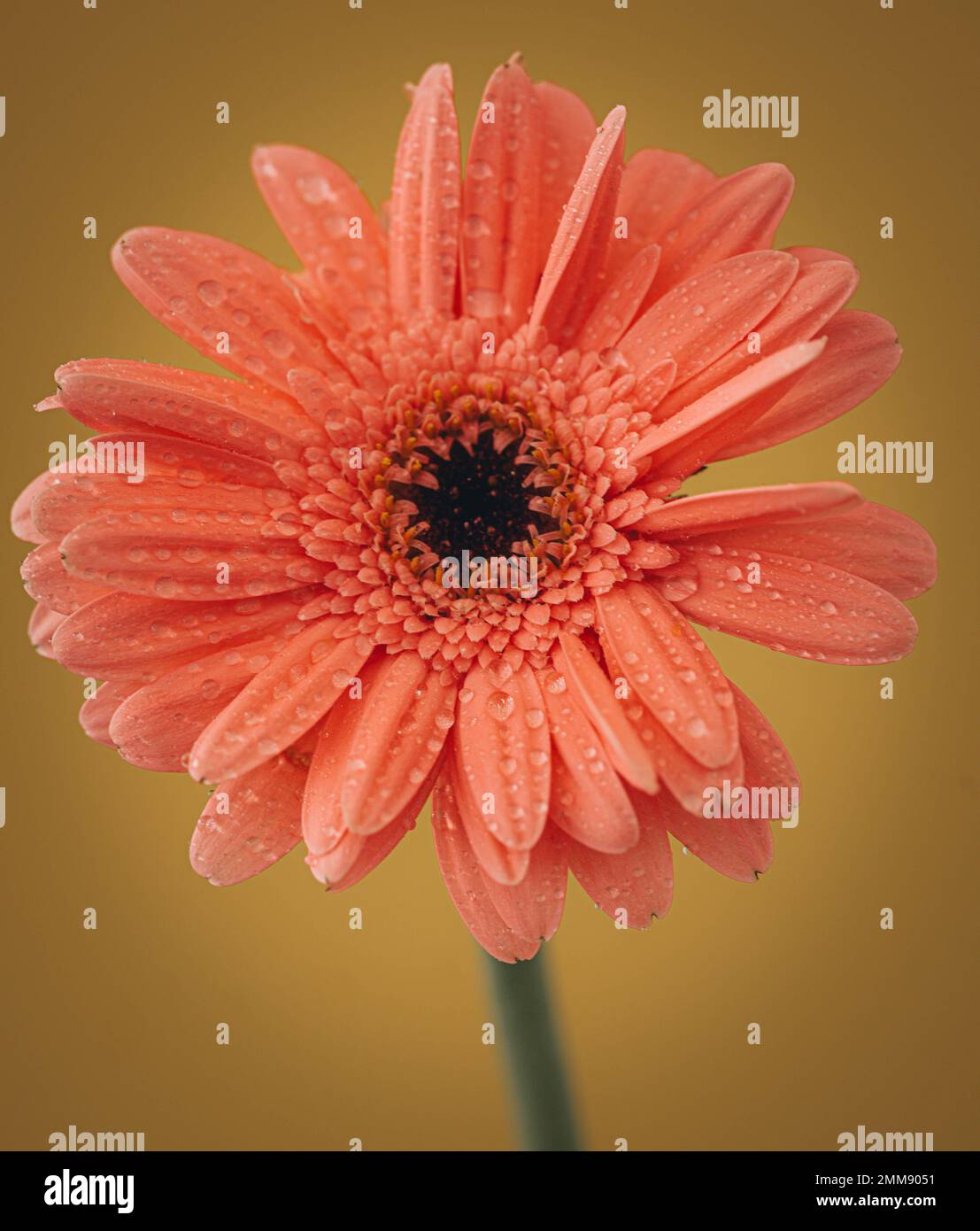 Fine Art Wall images using Flowers in a Home studio environment Stock ...