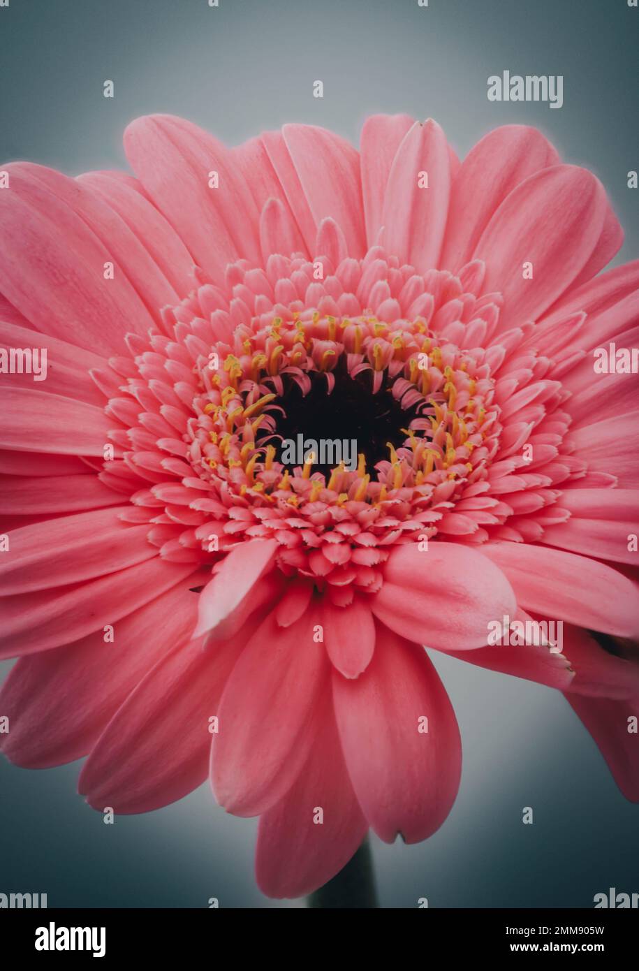 Fine Art Wall images using Flowers in a Home studio environment Stock ...