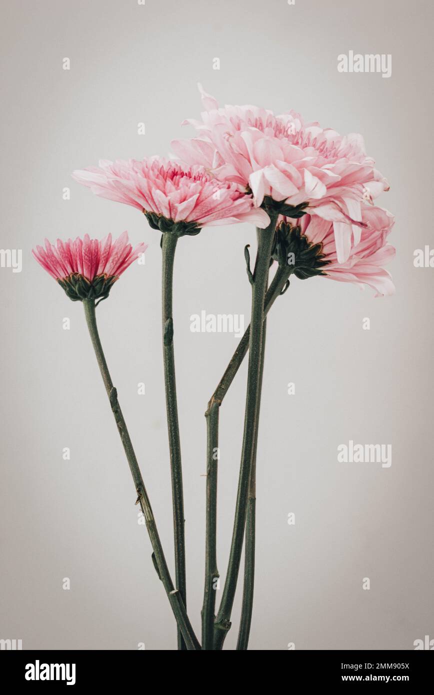 Fine Art Wall images using Flowers in a Home studio environment Stock ...