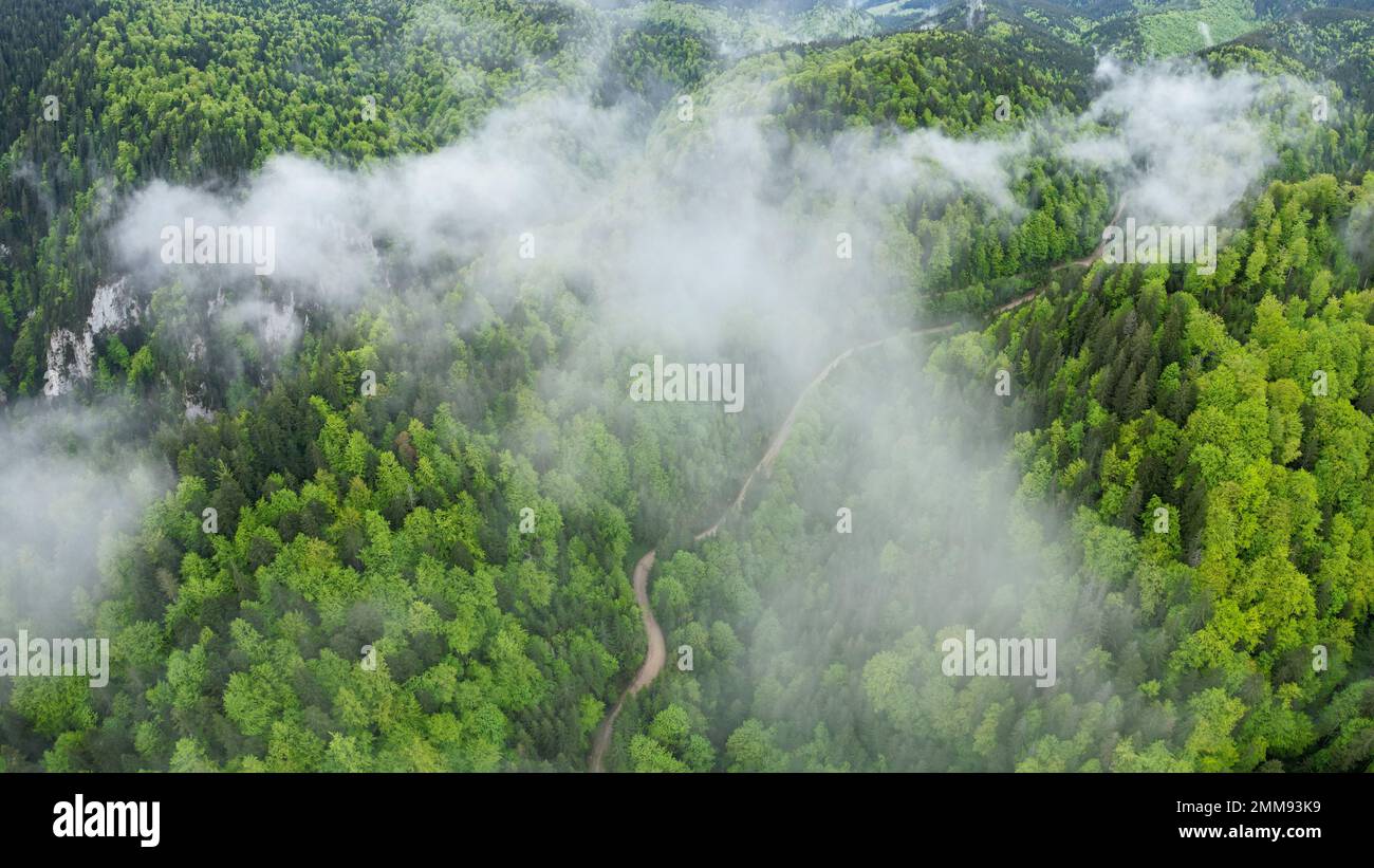 Canyon and coniferous forest hi-res stock photography and images - Alamy