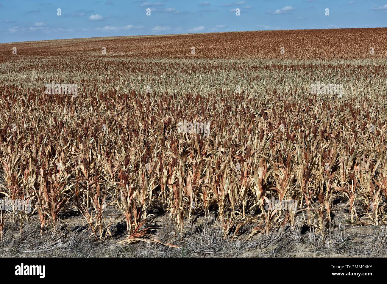 Sorghum field kansas hi-res stock photography and images - Alamy