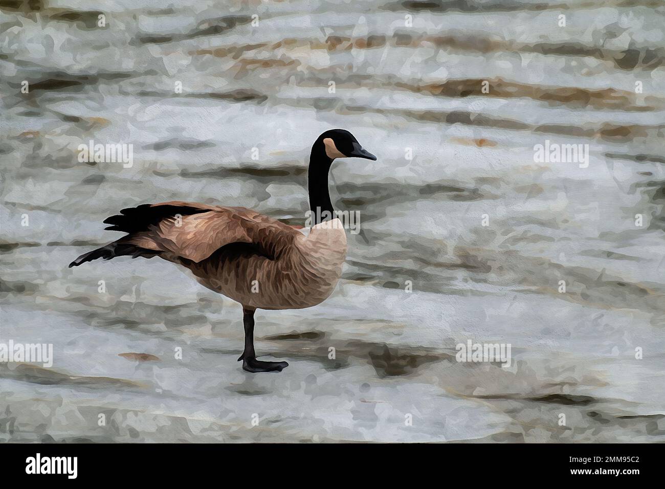 Digitally created watercolor painting of Canada goose branta canadensis ...