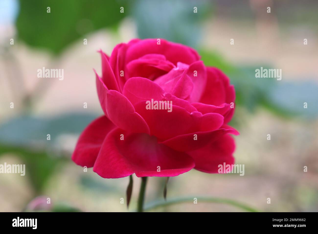 Beautiful Red Rose Stock Photo - Alamy