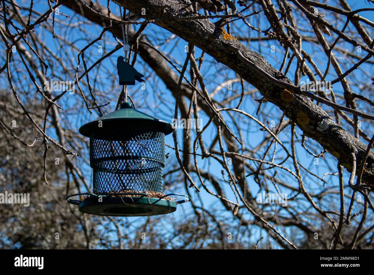Bird feeder hung from the branches of an ash tree to attract birds ...