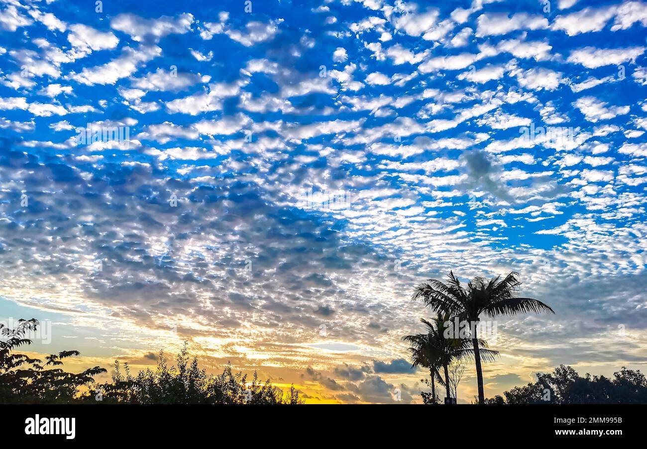 Beautiful colorful sunrise with shady palm trees in Playa del Carmen ...