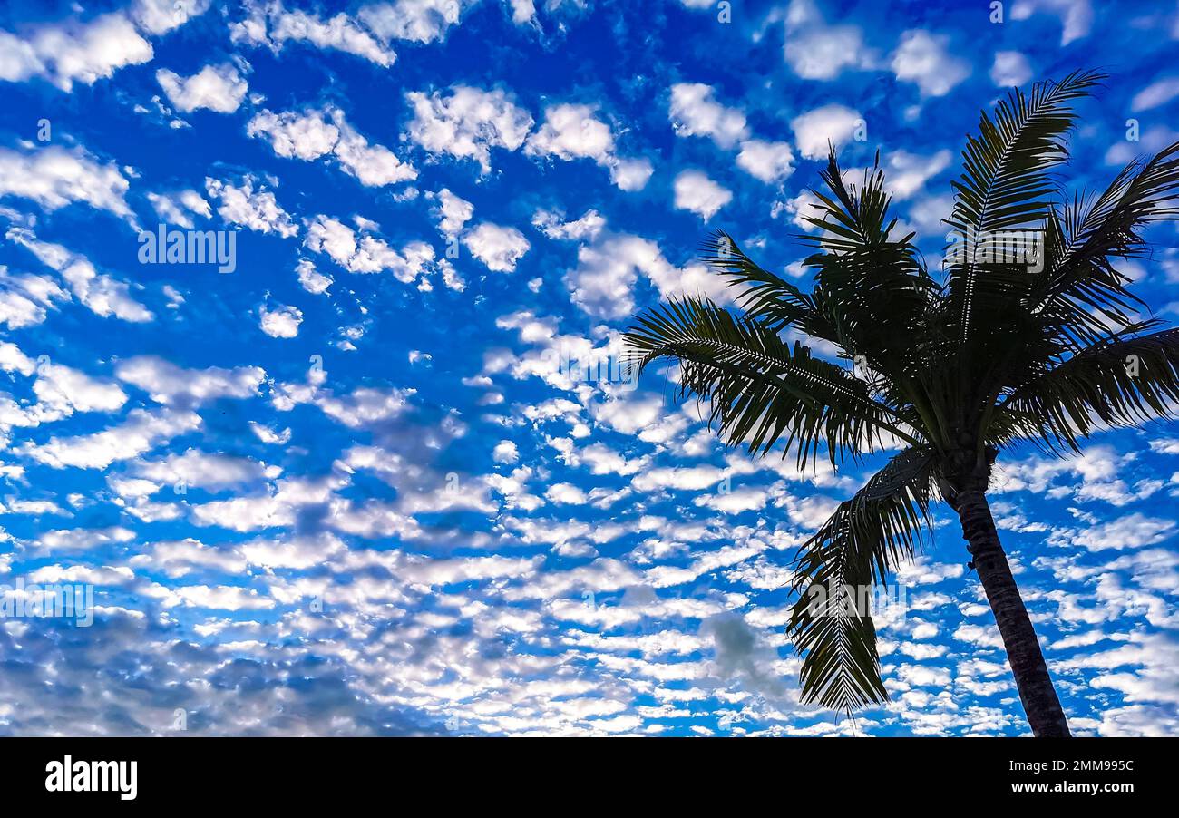 Blue sky fluffy clouds and shady palm trees in Playa del Carmen ...