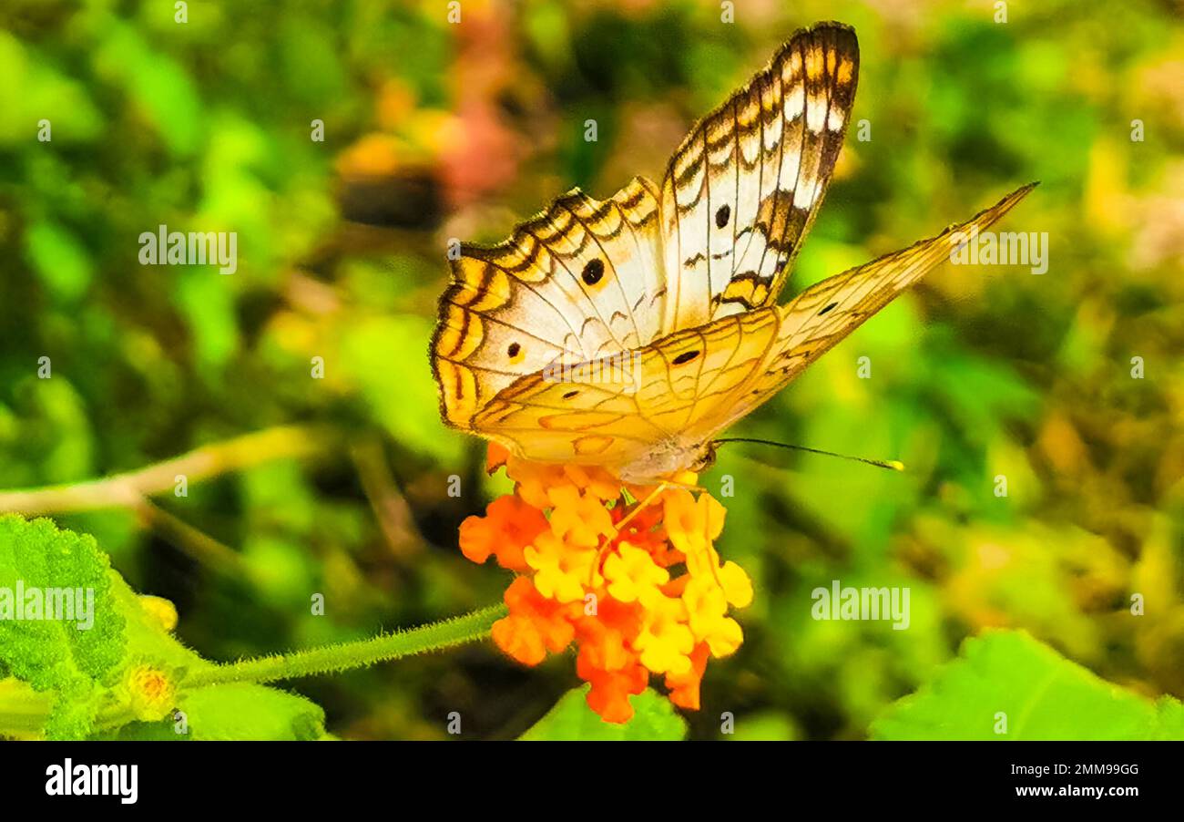 Tropical mexican butterfly is sitting on a yellow orange flower plant ...