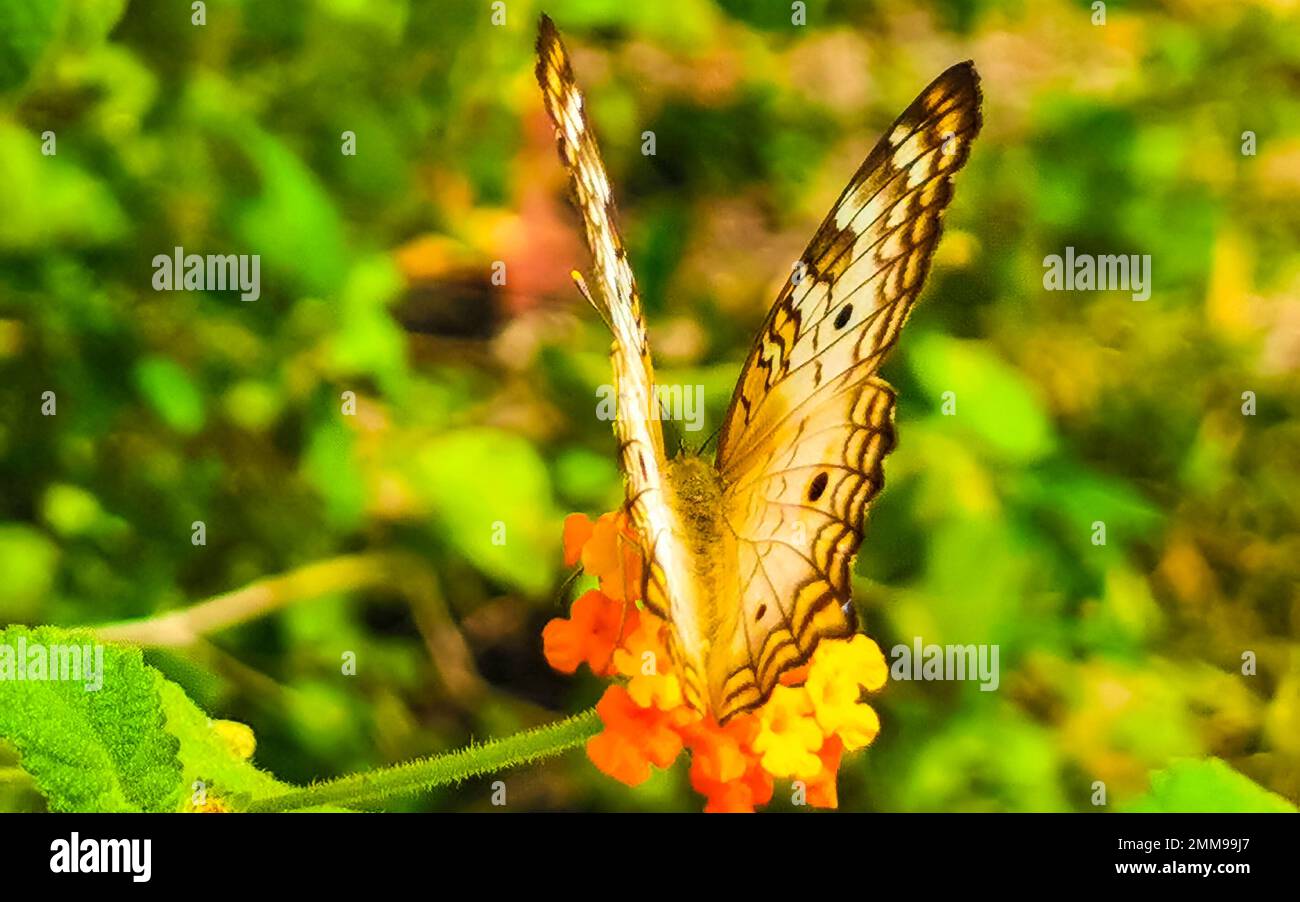 Tropical mexican butterfly is sitting on a yellow orange flower plant ...