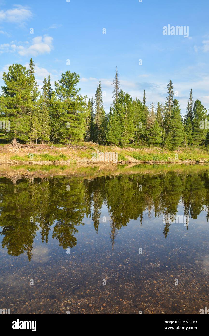 UNESCO World Heritage Site "Virgin Komi Forests". Summer in the ...
