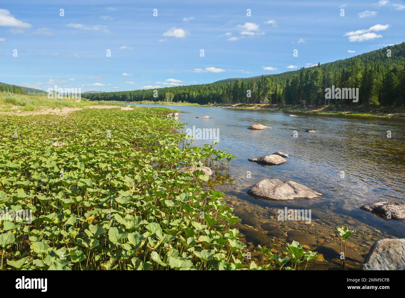 UNESCO World Heritage Site "Virgin Komi Forests". Summer in the ...