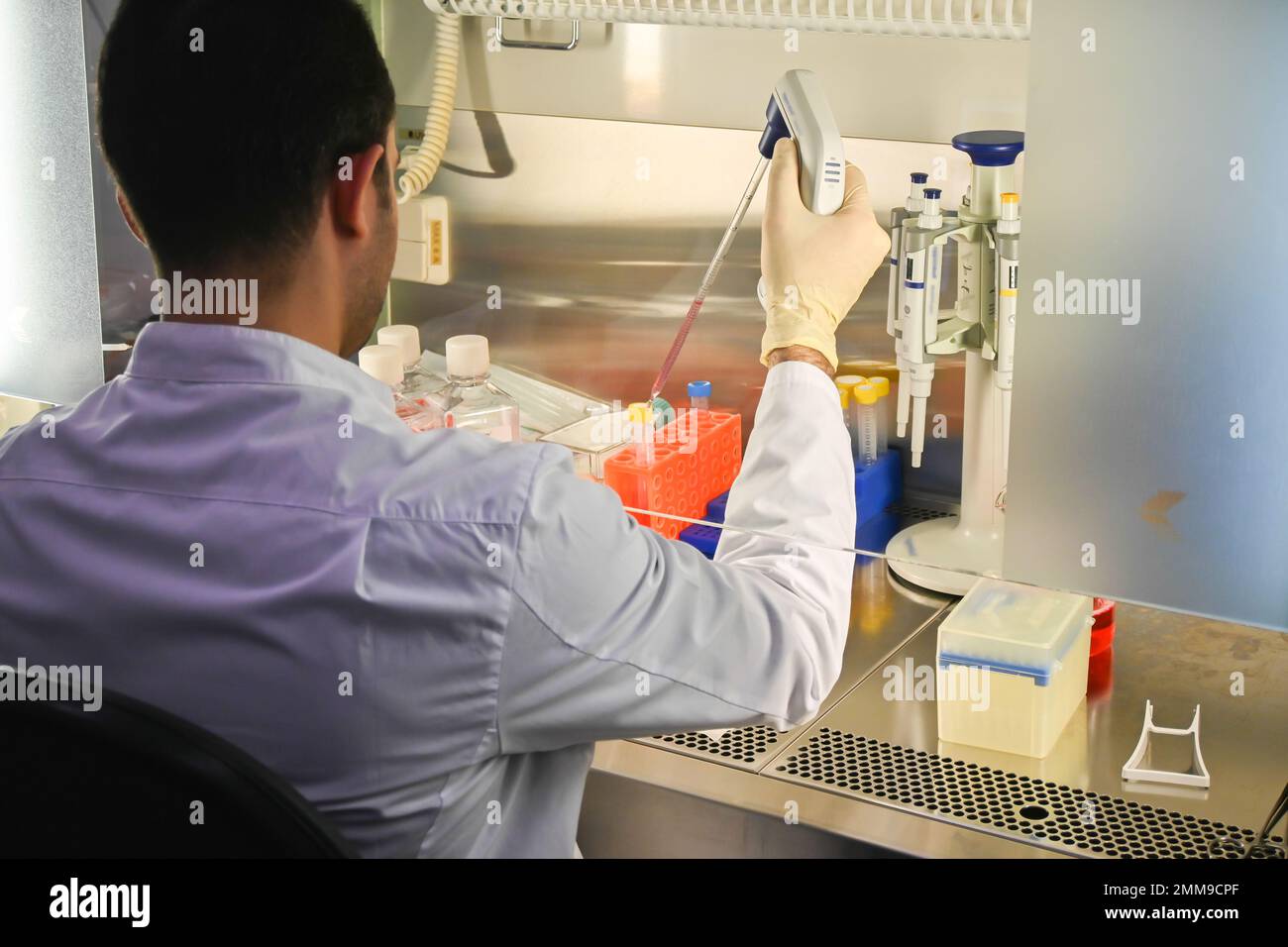 The researcher's work with cell culture in a laminar box. Cell ...