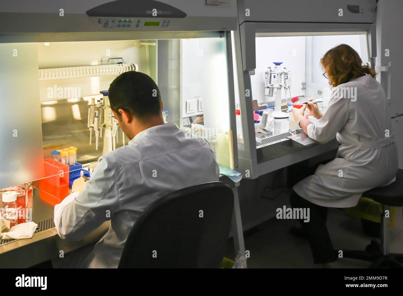 The researcher's work with cell culture in a laminar box. Cell ...