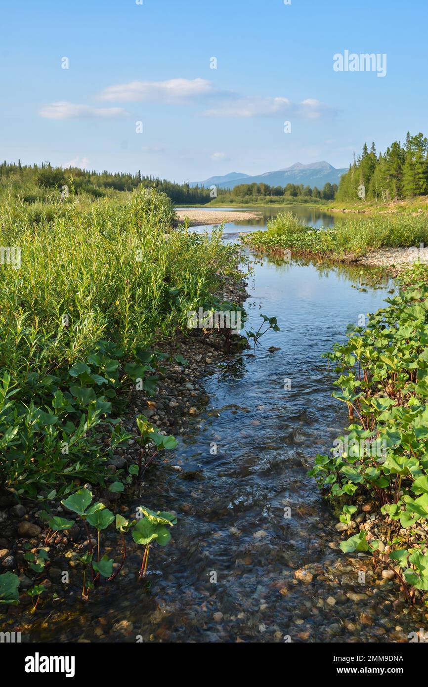 UNESCO World Heritage Site "Virgin Komi Forests". Summer in the ...