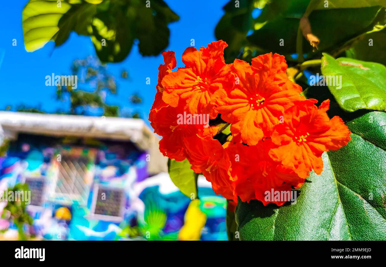Kou Cordia subcordata flowering tree with beautiful orange flowers ...