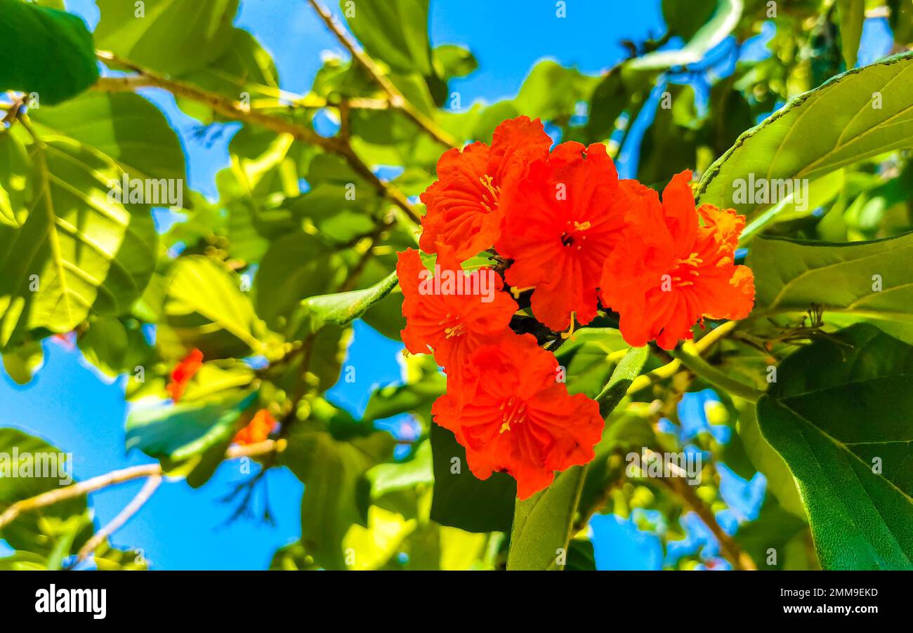 Kou Cordia subcordata flowering tree with beautiful orange flowers ...