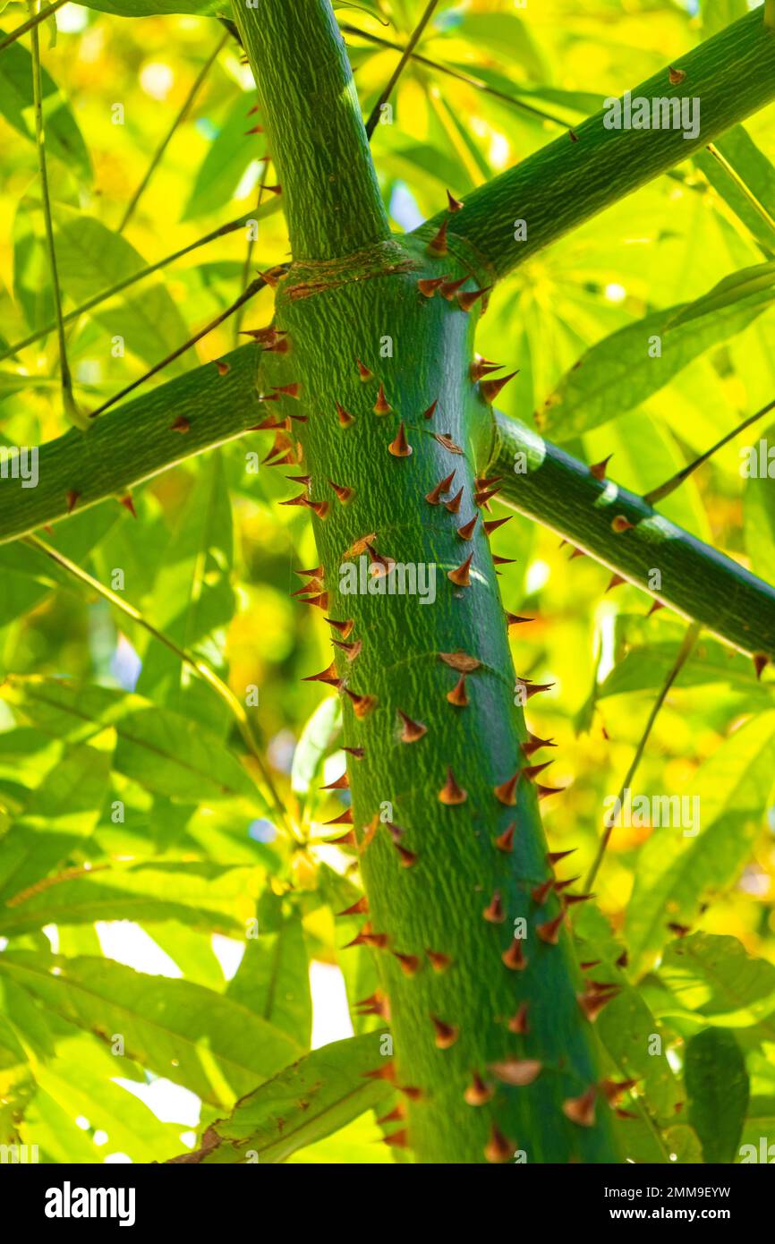 Young green beautiful Kapok tree Ceiba tree with spikes in tropical ...